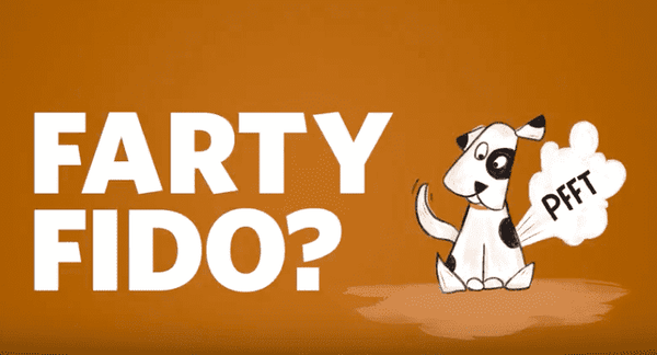 Good Guts for Medium Mutts | Probiotics for Dogs Gut Health – Fidobiotics